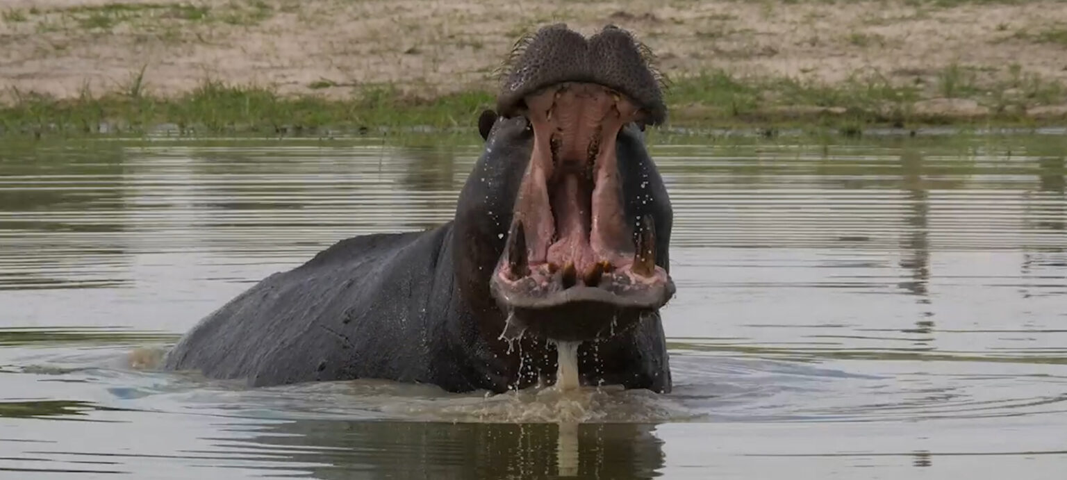 Hipopótamos devastam produção agrícola no distrito de Limpopo - O País ...