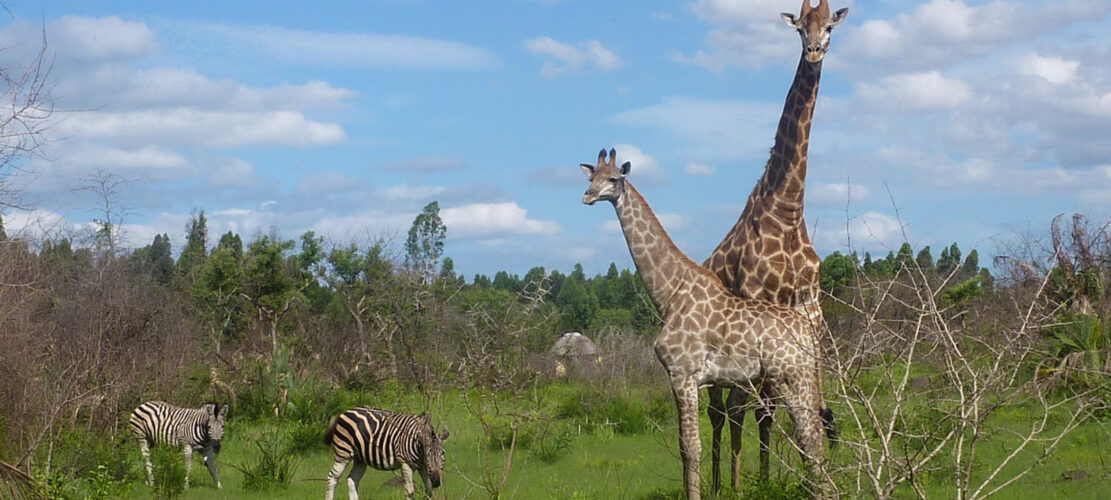 Parque Nacional de Maputo na lista do Património Mundial da UNESCO - O ...