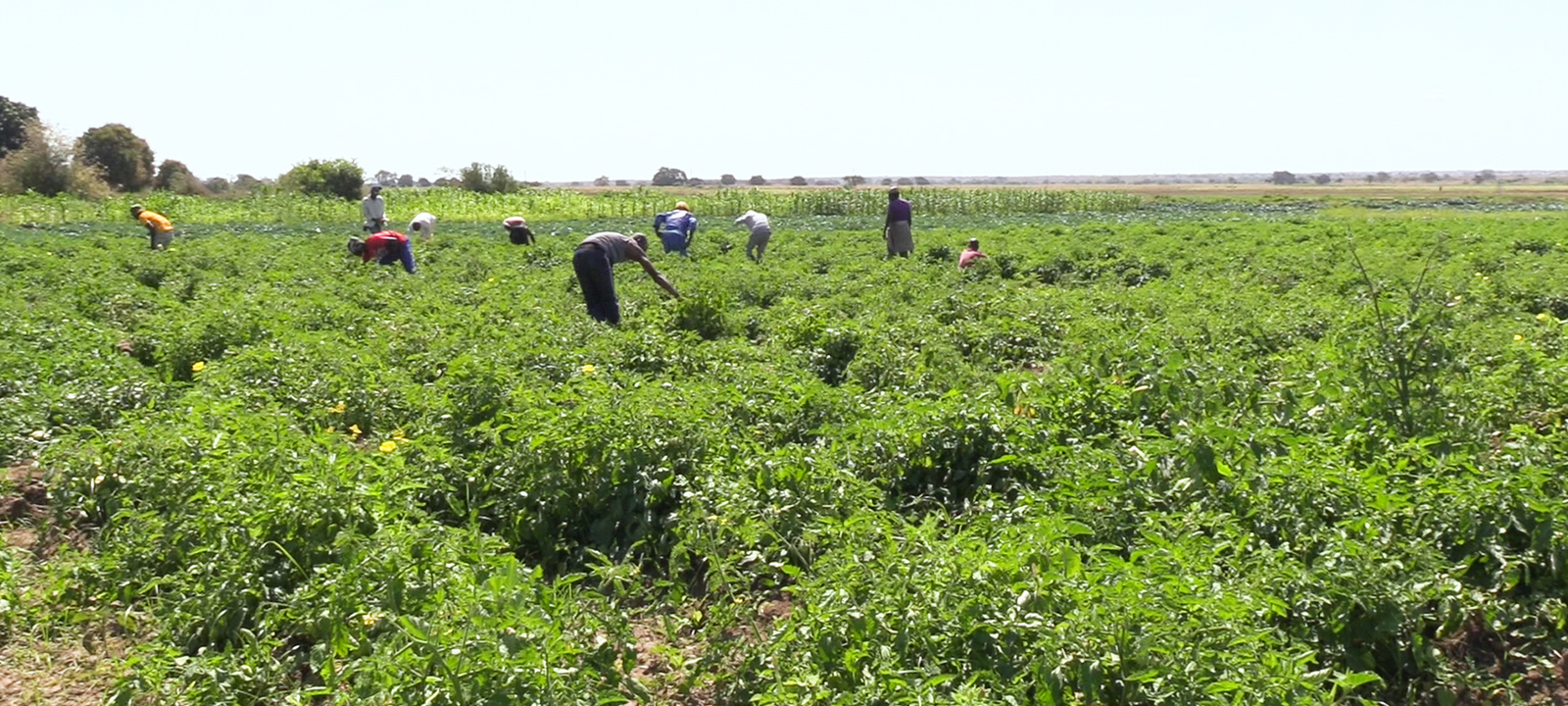 Insuficiência de meios compromete produção agrícola na cadeia regional ...