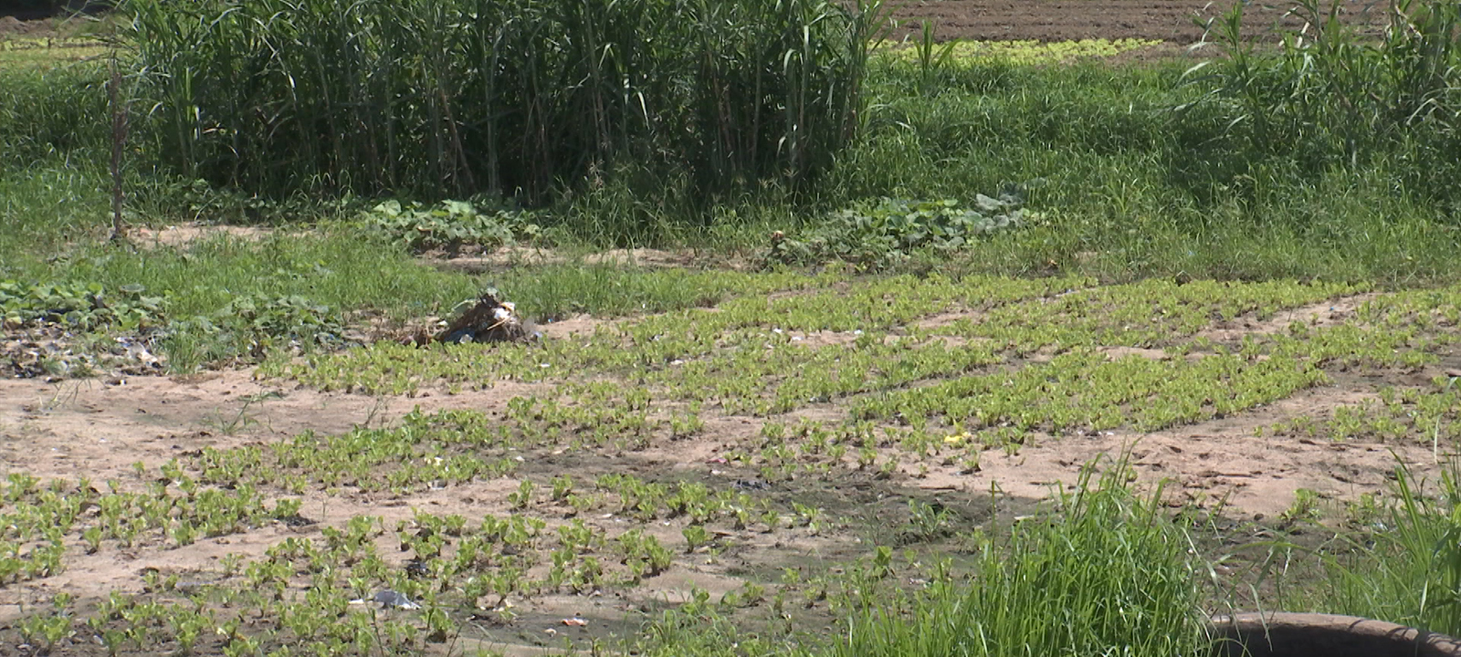 Há falta de hortícolas nas “machambas” do vale do Infulene - O País - A ...