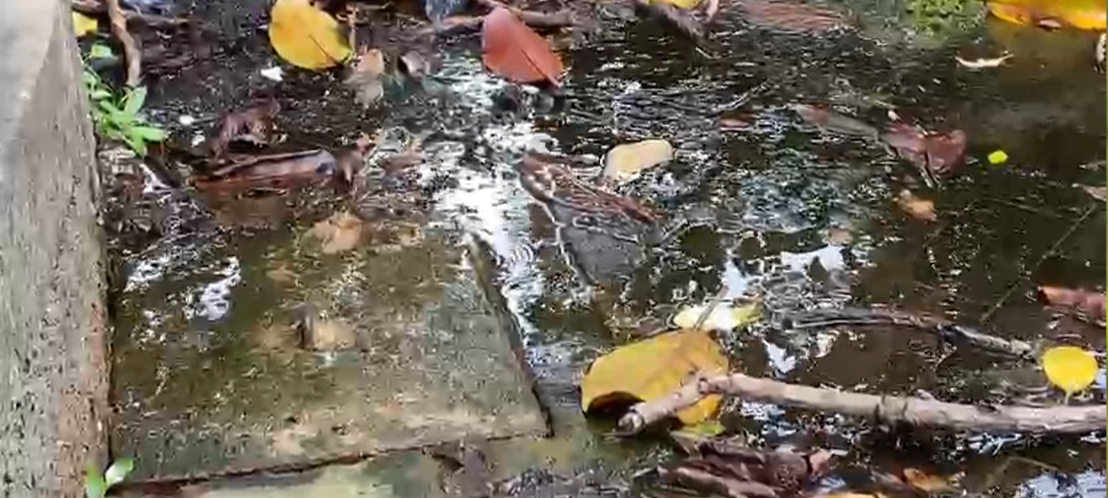CMCM promete dar dignidade ao Jardim Tunduru após dias de imundície - O ...