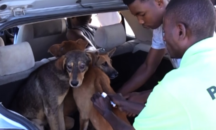 ISCTAC na campanha de prevenção contra mordedura canina - O País - A ...